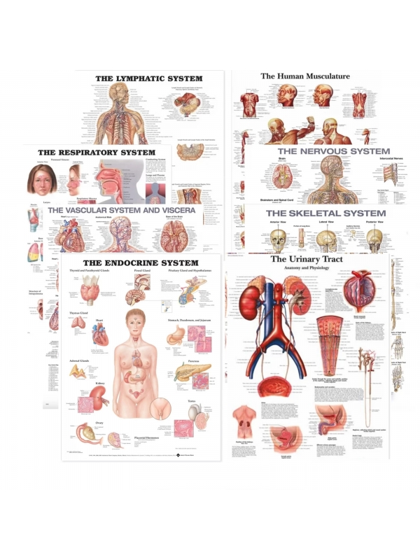Skeleton Anatomy Bundle - Myaskro