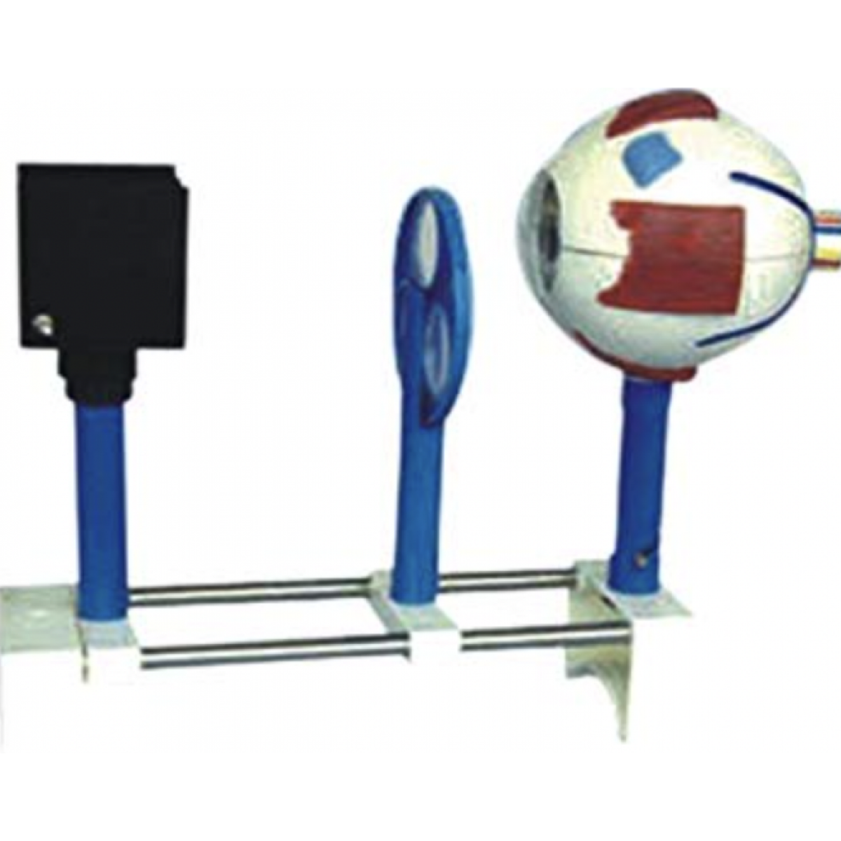 Human Eye Functional Model - MYASKRO