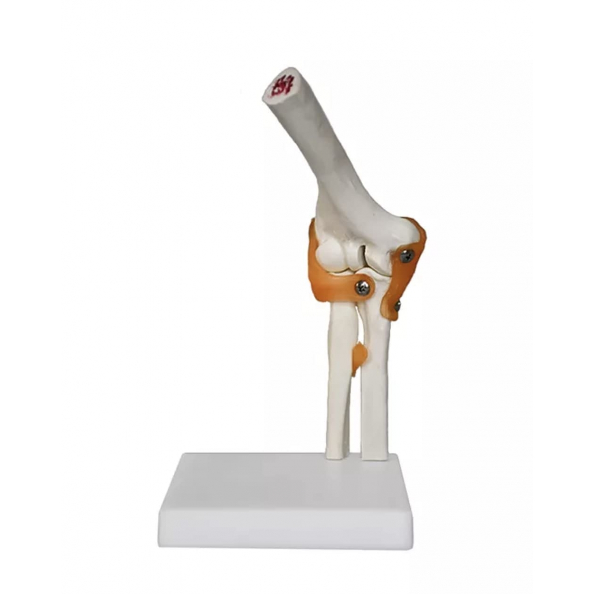 Elbow Joint Ligaments Model