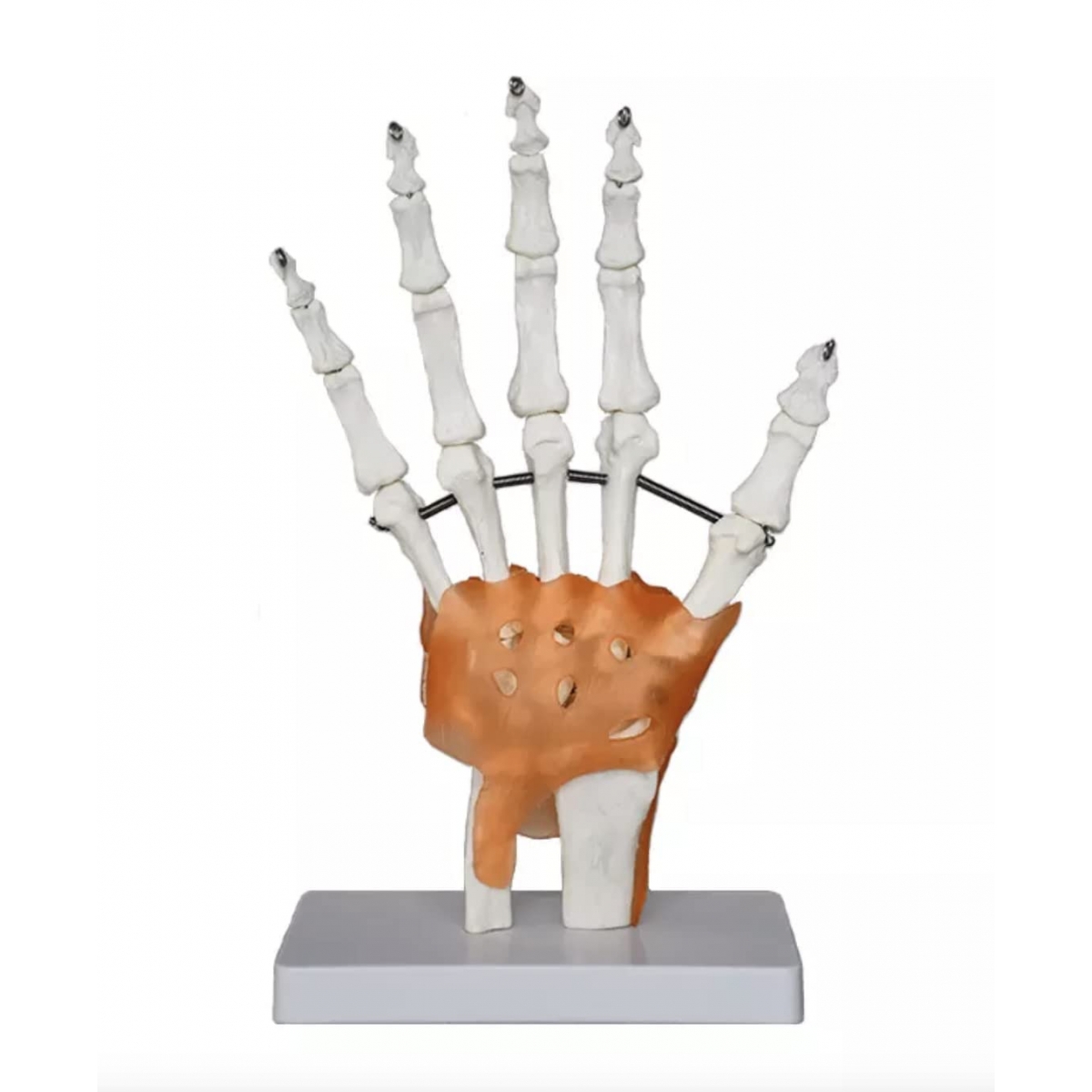 Hand Joint Model Premium Quality With Ligaments