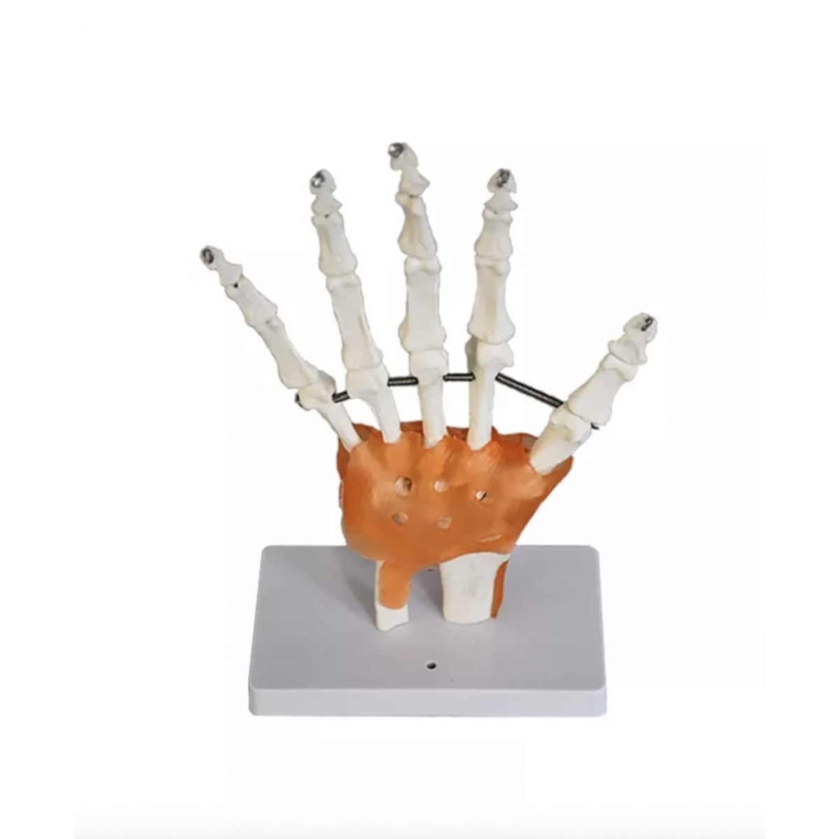 Hand Joint Model Premium Quality With Ligaments