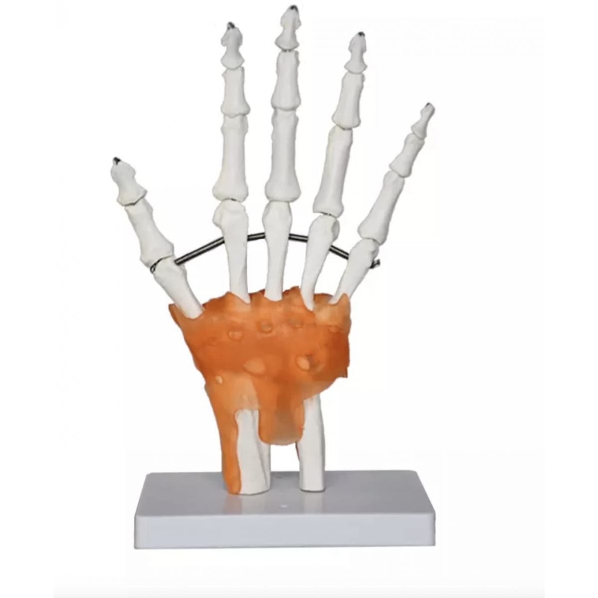 Hand Joint Model Premium Quality With Ligaments