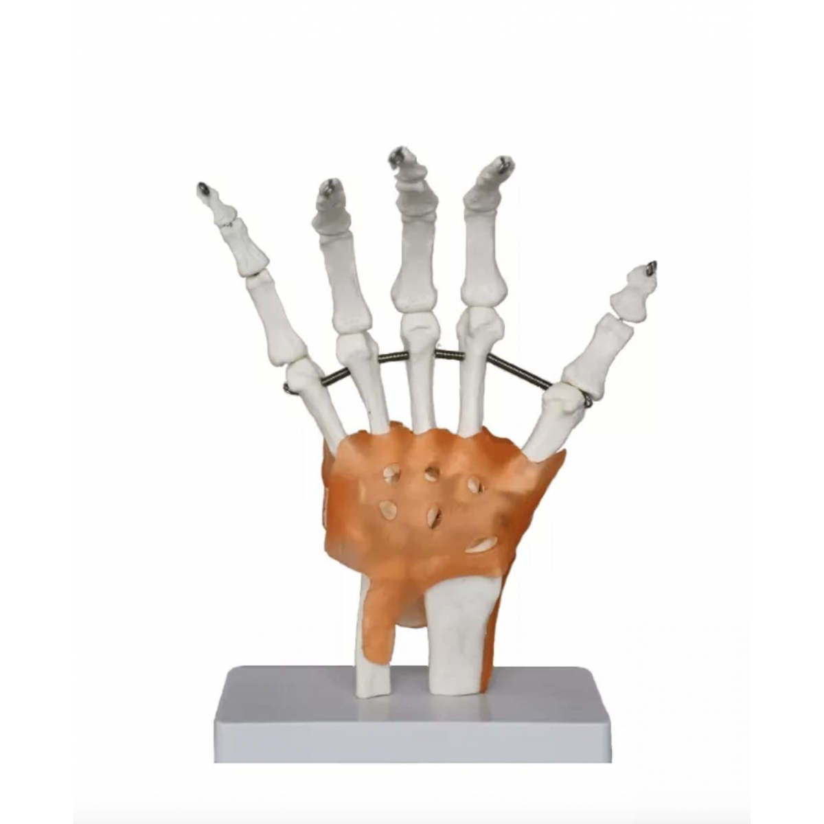 Hand Joint Model Premium Quality With Ligaments