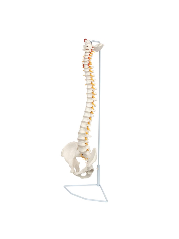 Skeleton Model For Kids Science Classroom Demonstration Tools Realistic ...