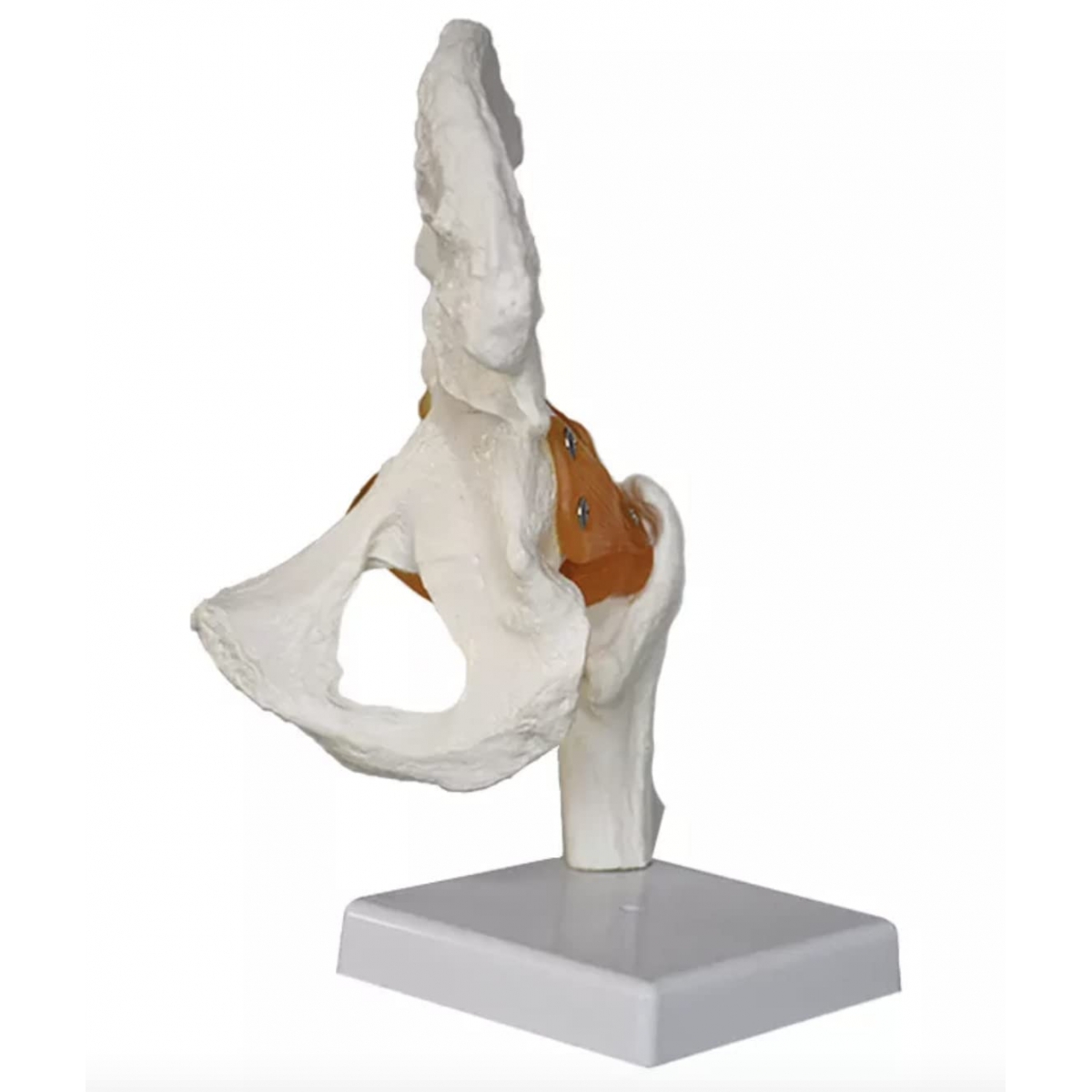 Hip Joint Model (Life-Size) With Muscles