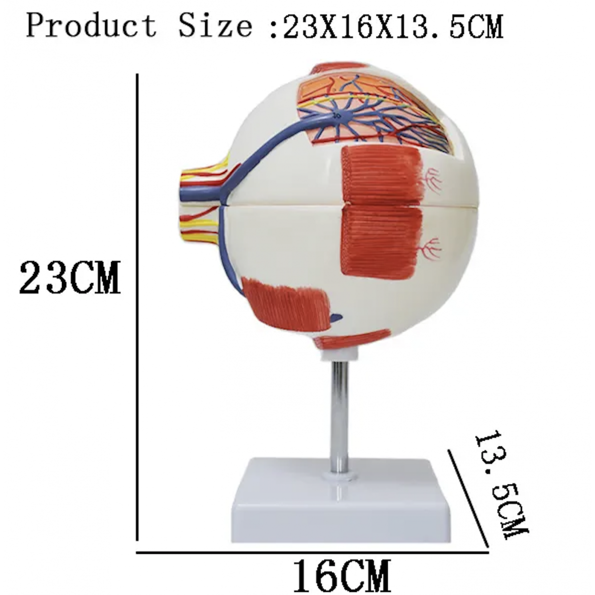 Human Eye Enlarged Anatomical Model With Dissectible Parts - MYASKRO