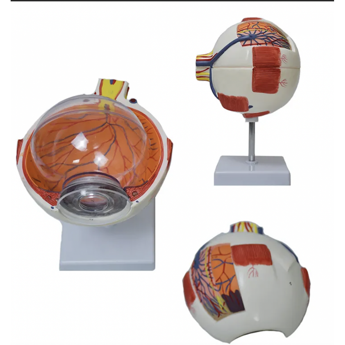 Human Eye Enlarged Anatomical Model With Dissectible Parts - MYASKRO
