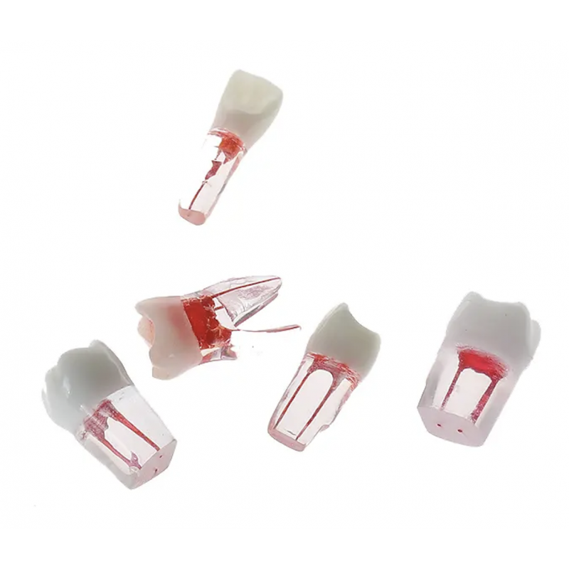Root Canal Practice Model For Dental Students And Teachers
