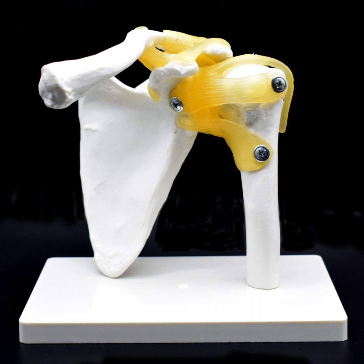 Shoulder Joint Model