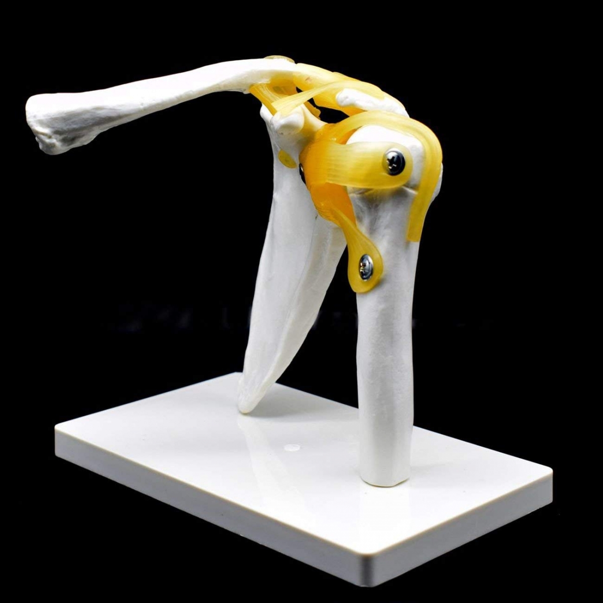 Shoulder Joint Model