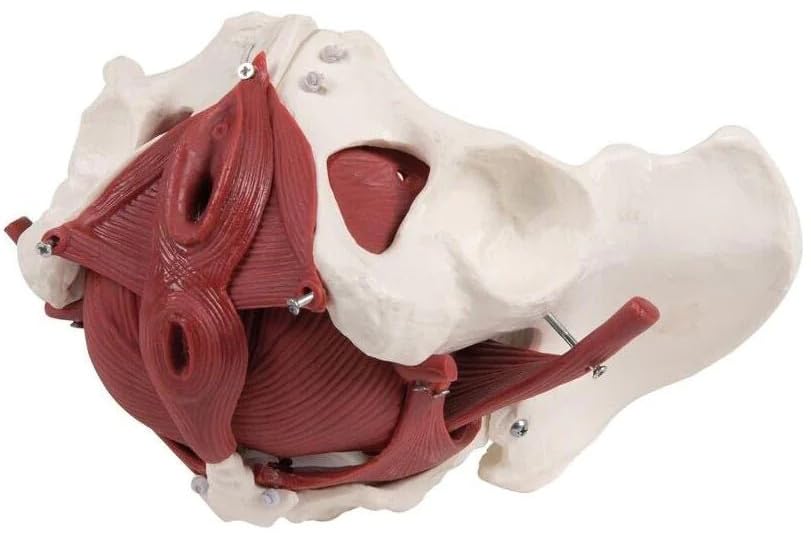 Myaskro - Female Pelvis Model With Removable Muscle Attachments And Organs